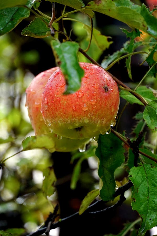 Raindrops on a Red Ripe Apples in an Orchard Ready for Harvesting Stock ...