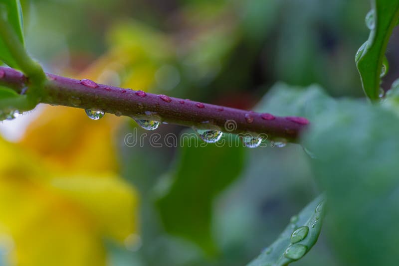 Raindrops with Reflection on a Tree Branch Stock Photo - Image of ...