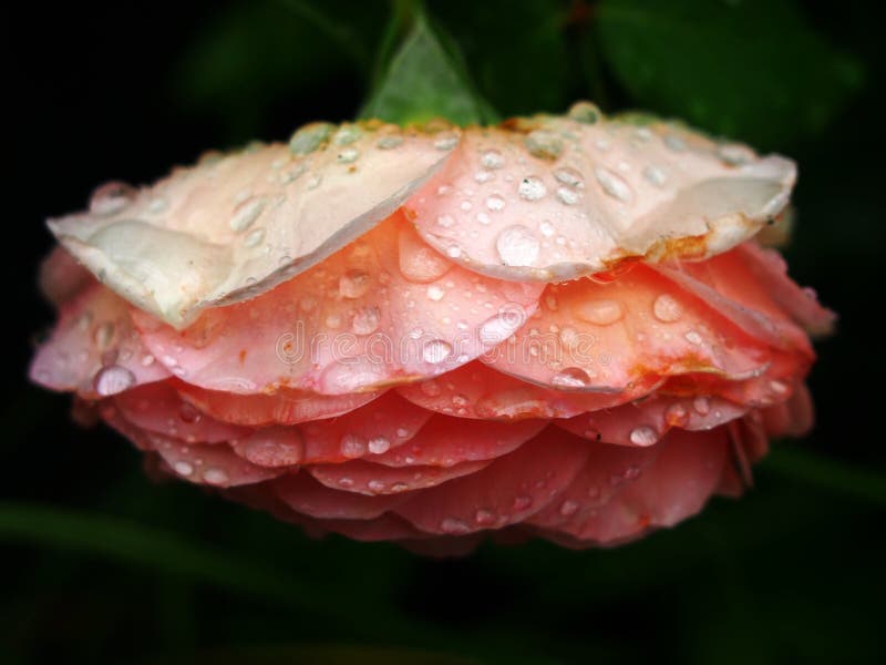 Raindrops on a rose stock photo. Image of present, gardening - 74230842