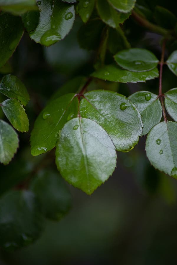 Raindrops on rose leaves stock photo. Image of color - 182330626