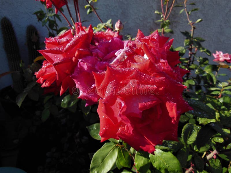 Spring Roses after the Rain Stock Photo - Image of spring, roses: 245935092