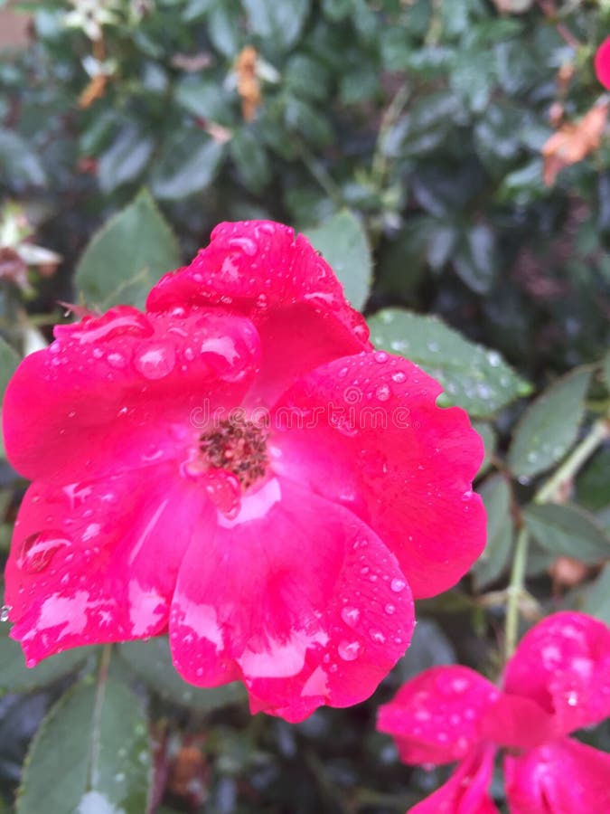 Raindrops on roses stock image. Image of focus, floral - 77715141