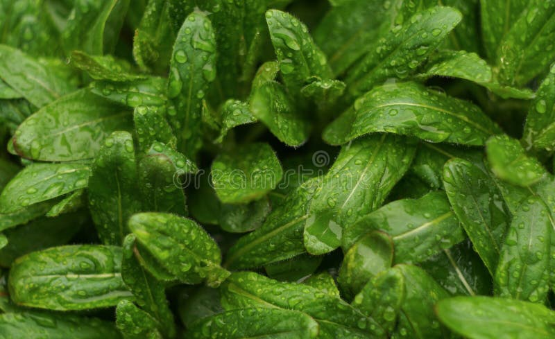 Raindrops Densely Packed Small Leaves Stock Photos - Free & Royalty ...