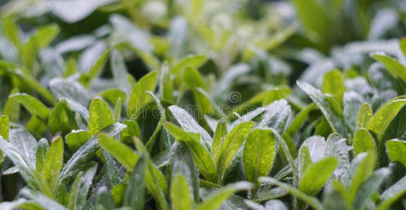 Raindrops on Small Dense Leaves Stock Photo - Image of foliage, plant ...