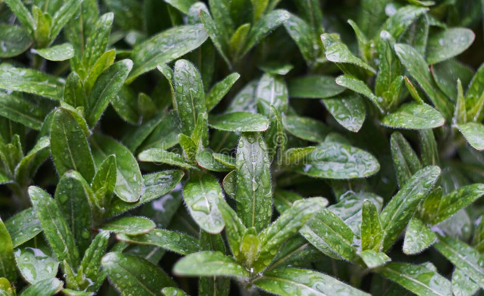 Raindrops on Small Dense Leaves Stock Image - Image of nature, beauty ...