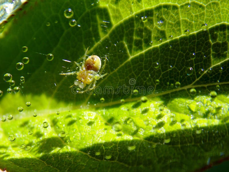 Raindrops on a Spider Web and a Spider Stock Photo - Image of spider ...