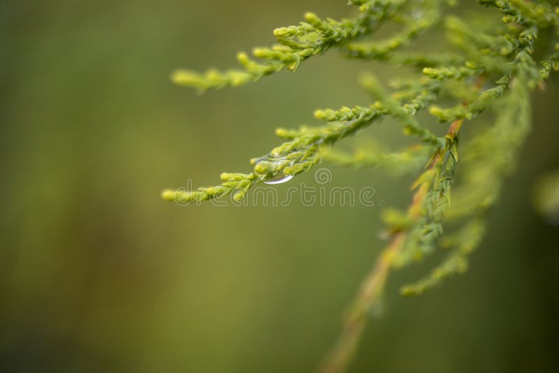 Raindrops on Spruce Tree Leaves. Close-up Pine Tree Leaf Texture. Macro ...