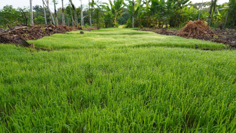 Raindrops Stick To the Grass of Small Rice Trees Stock Photo - Image of ...
