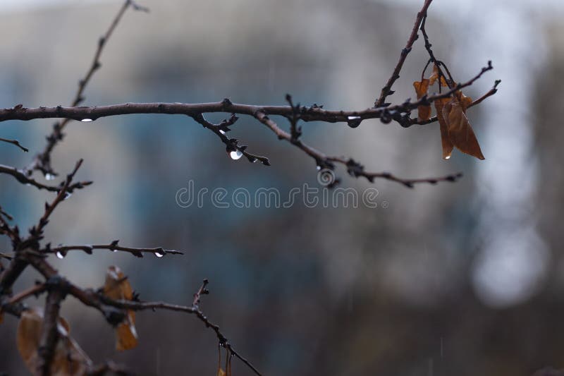 Raindrops on Tree Branch, Autumn Rainy Day Stock Image - Image of ...