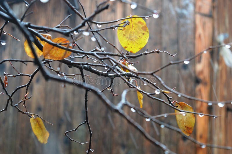 Raindrops on tree branches stock image. Image of leaf - 207242271