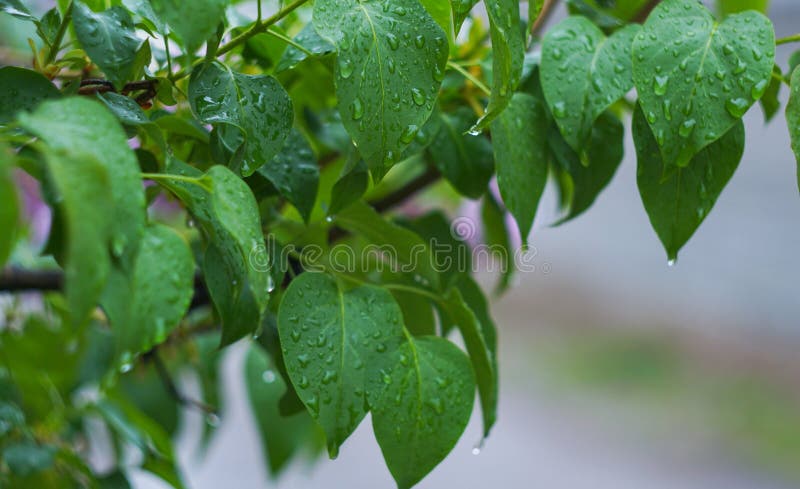 Raindrops on tree leaves stock photo. Image of sunlight - 373493186