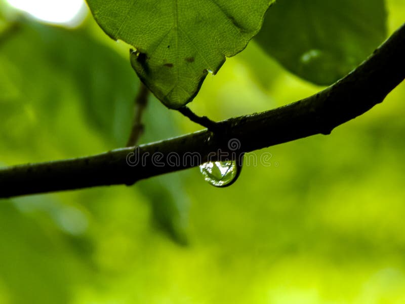 Raindrops on the branch stock image. Image of insect - 221880163