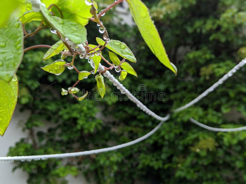 Raindrops on a Washing Line Stock Image - Image of strings, yellow ...