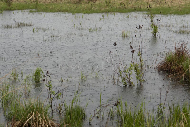 Raindrops on the water stock photo. Image of pond, rain - 248406816