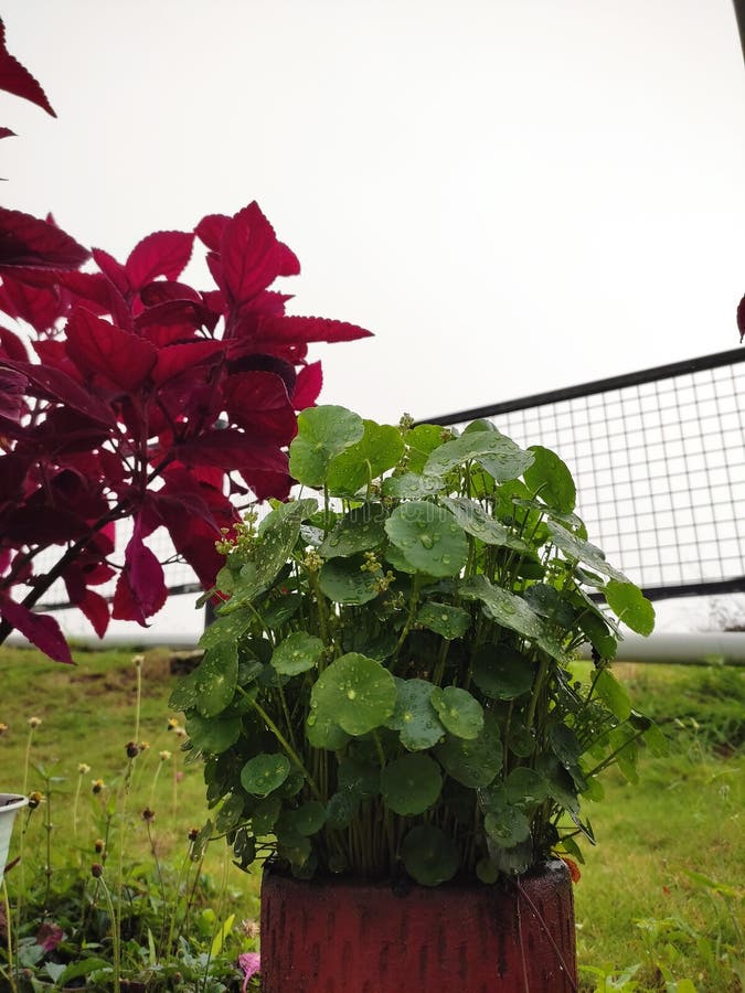 Raindrops that Wet the Plants Stock Image - Image of houseplant, garden ...