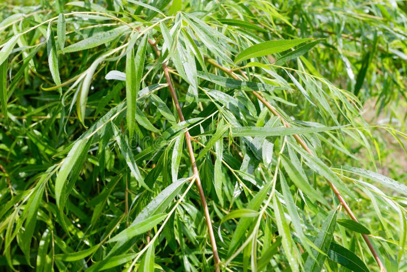 Raindrops on willow. stock photo. Image of foliage, beauty - 110663184