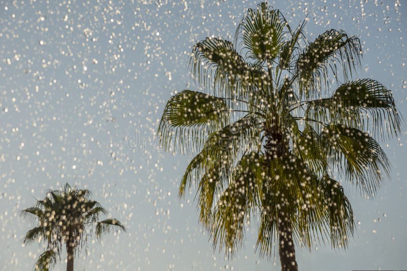 249 Rain Window Palm Trees Stock Photos - Free & Royalty-Free Stock ...