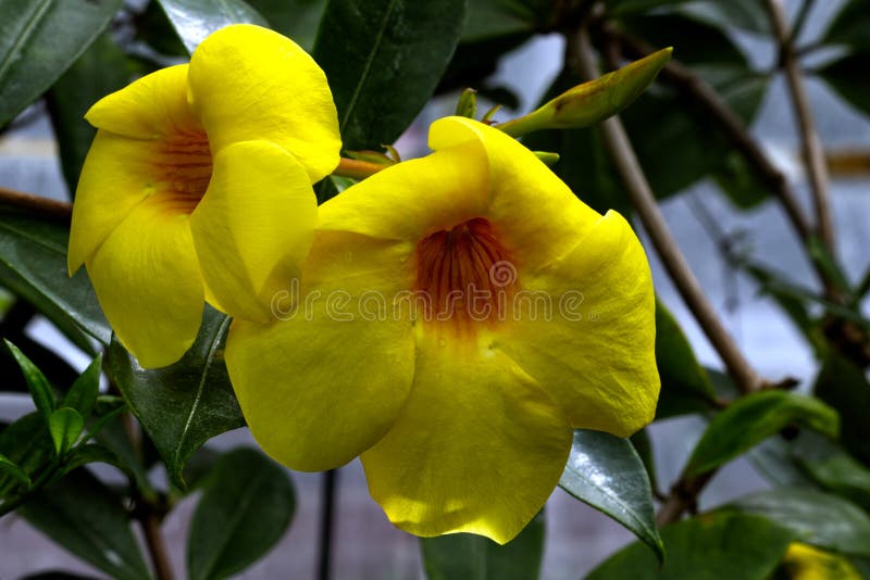 Raindrops on the Yellow Bell Flower, Toronto, on, Canada Stock Image ...