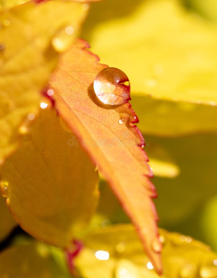 Raindrops on a Yellow Leaf of a Plant. Stock Photo - Image of autumn ...