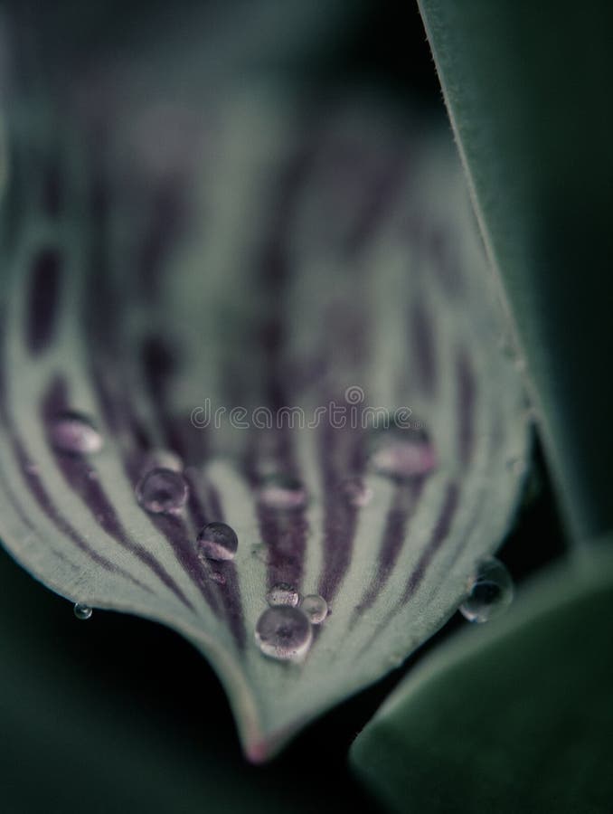 May rain stock photo. Image of leaf, nature, macro, rain - 225801610