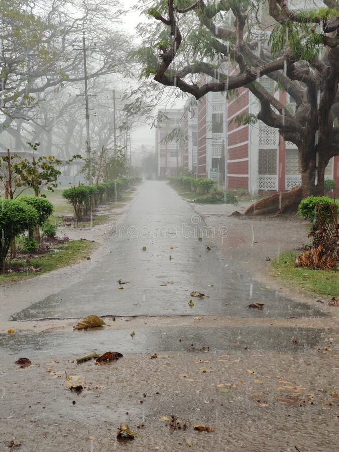 A rainey day nature stock image. Image of plant, waterway - 191101297