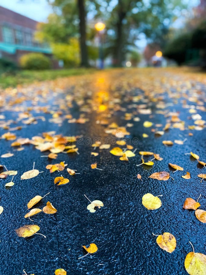 Rainfall in the Fall Season during Morning Hours. Stock Image - Image ...