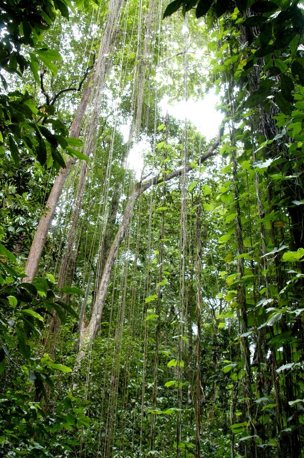 Rainforest stock photo. Image of tree, texture, forest - 154386
