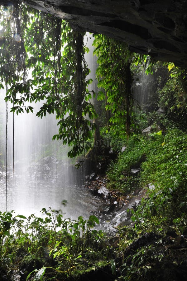 Rainforest stock image. Image of adventure, rainforest - 24065219