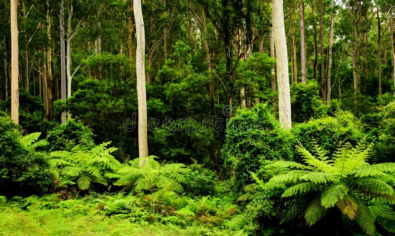 Rainforest stock photo. Image of nature, natural, australia - 4547468