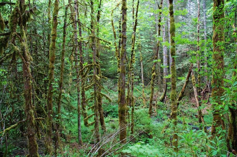Rainforest stock image. Image of columbia, branches, gigantic - 5412845