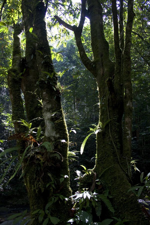 Light in the rainforest stock image. Image of light, rainforest - 7293649