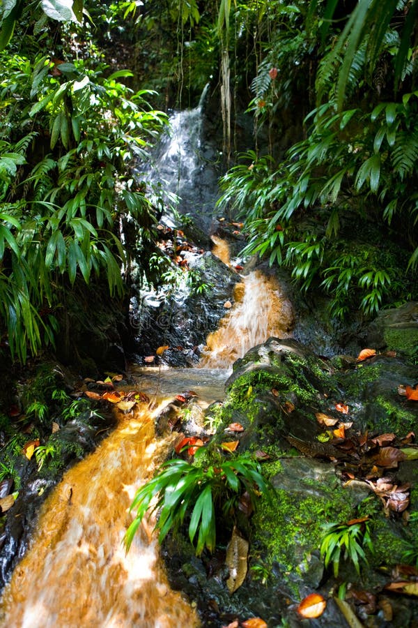 Primeval rainforest stock image. Image of rain, branch - 4011321