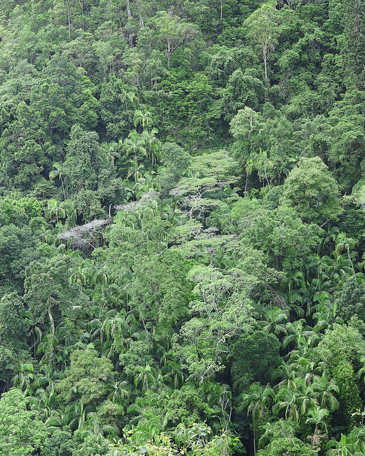 Rainforest from above stock image. Image of rainforest - 18074703