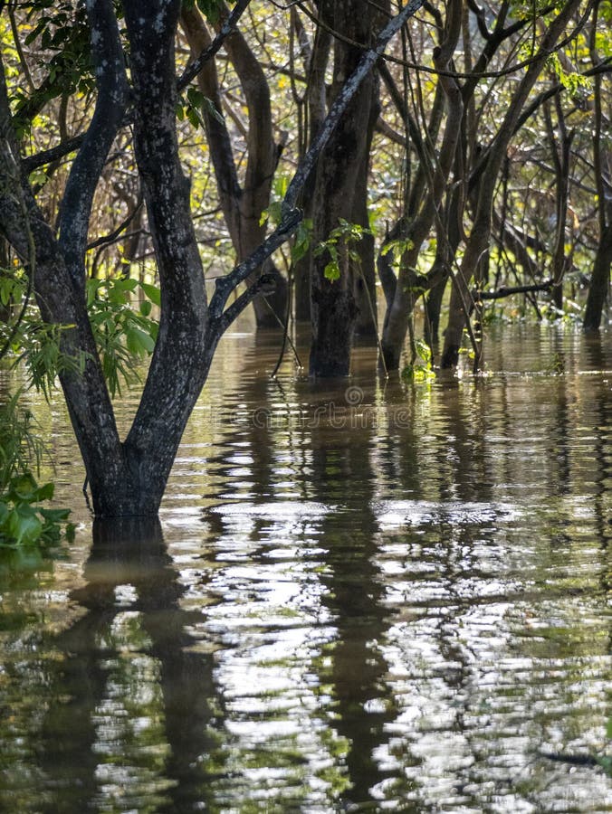 Rainforest on the Amazon with Trees Standing in Water Stock Photo ...