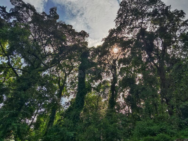 Rainforest in the Arjuna Mountains Stock Image - Image of autumn ...