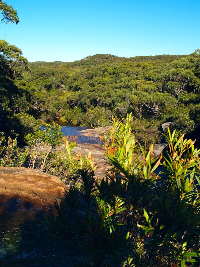 Rainforest in Australia stock photo. Image of impassable - 6507686