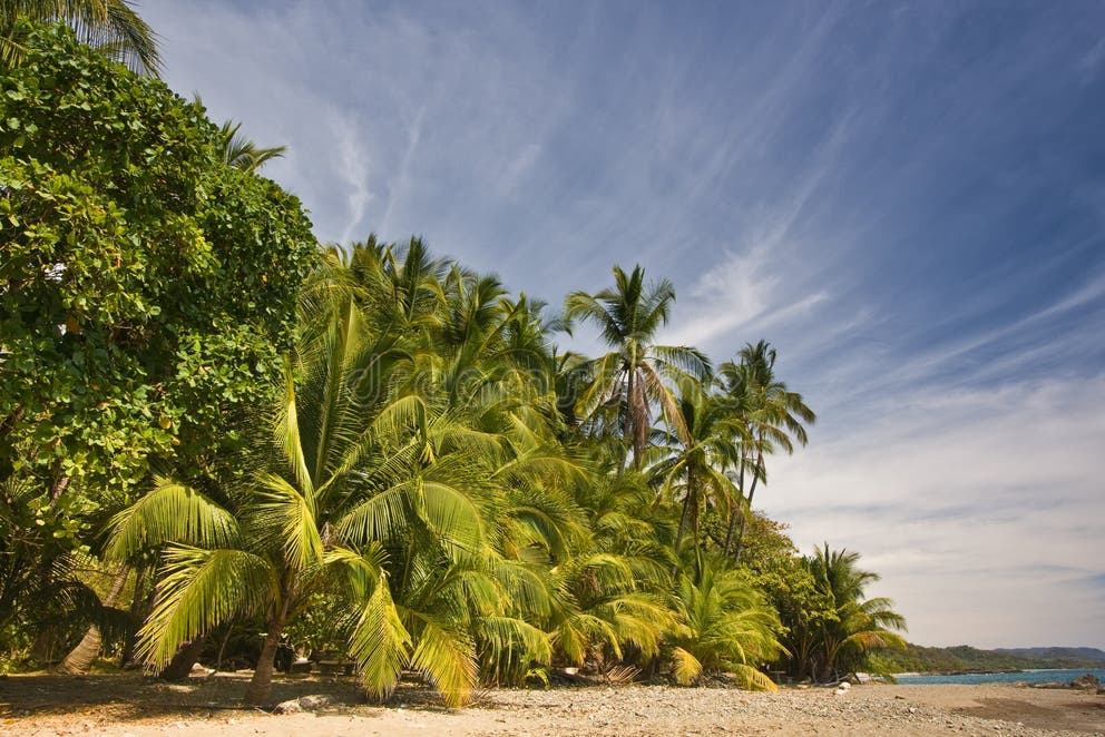 Rainforest Beach stock image. Image of beach, summer - 12791647