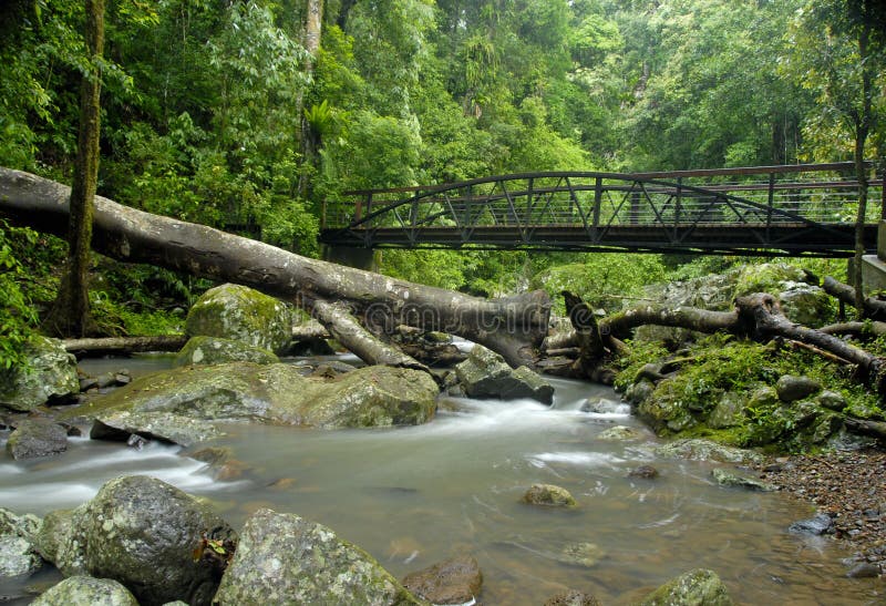 Rainforest Bridge stock photo. Image of tranquil, rainforest - 5701148