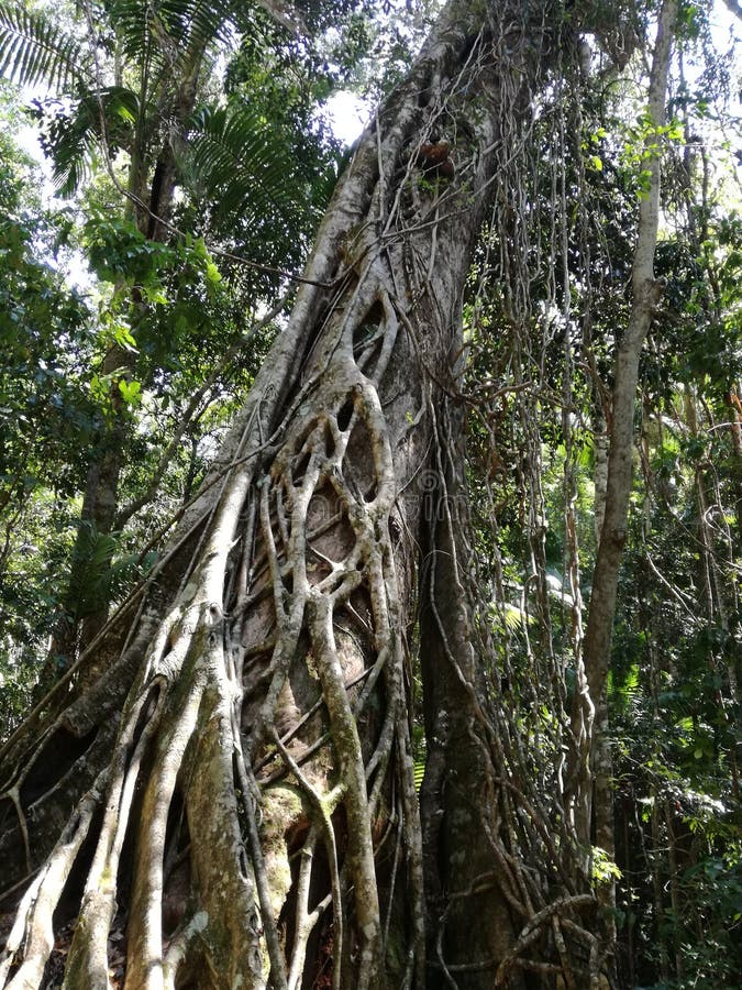 Nice tree stock image. Image of rainforest, nice, bushwalk - 102413405