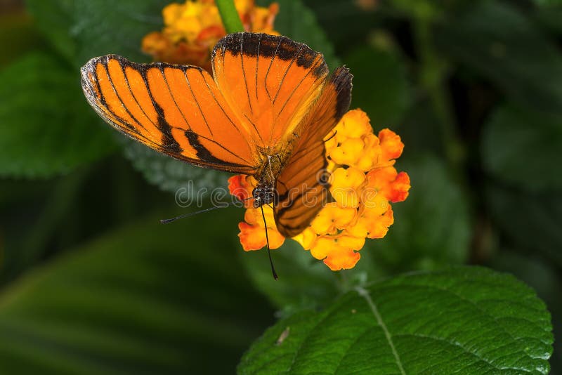 Rainforest Butterfly is Sitting on the Tree Leaf Stock Image - Image of ...