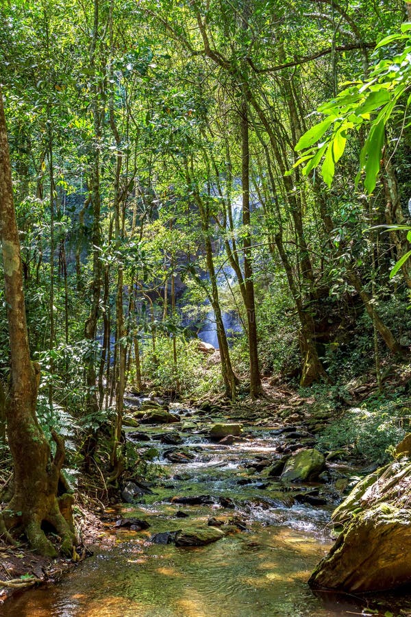 Rainforest and calm river stock image. Image of environment - 293398917