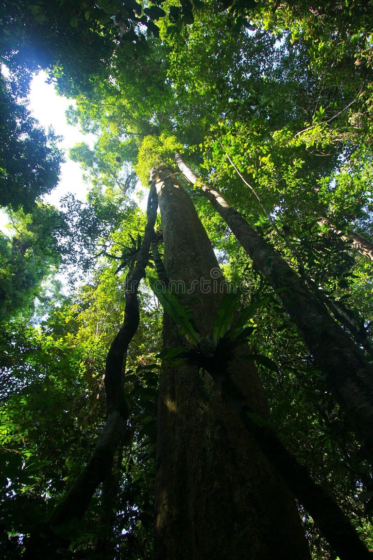 21,407 Rainforest Canopy Stock Photos - Free & Royalty-Free Stock ...
