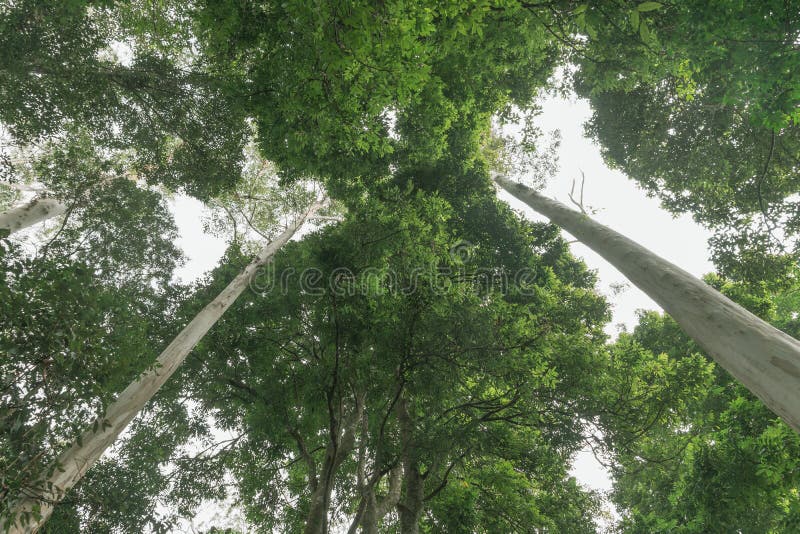 Rainforest Canopy Above Converging Lines of Eucalyptus Tree Trunks ...