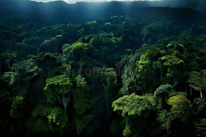 Rainforest Canopy an Aerial View of a Dense Rainforest Canopy Te Stock ...