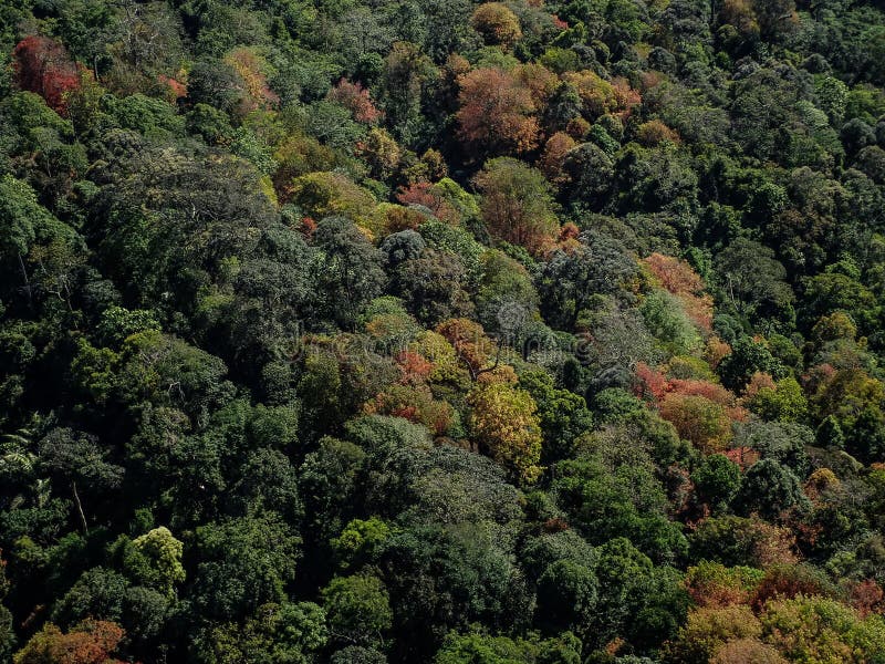 Rainforest canopy cover stock image. Image of forest - 178773099