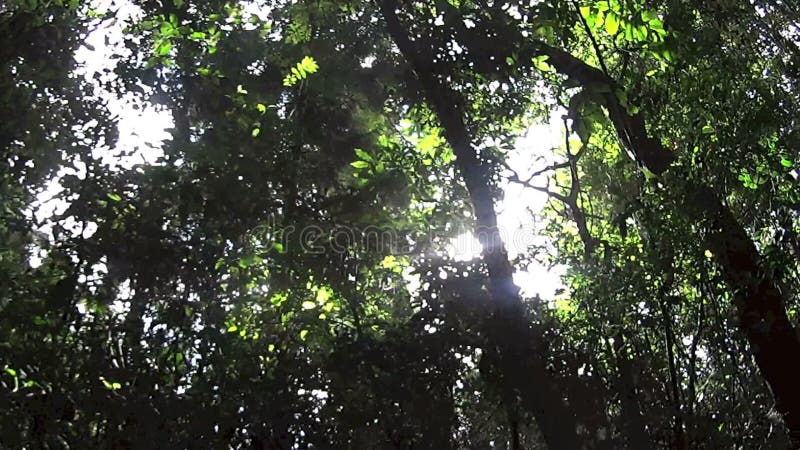 Rainforest Canopy 2 stock footage. Video of light, park - 62870100