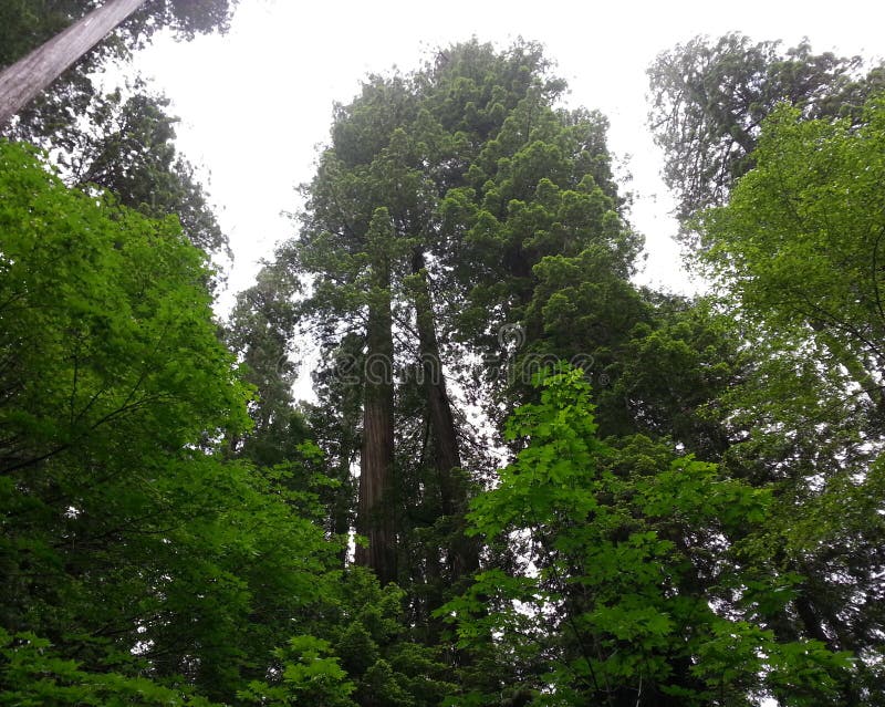 Rainforest Canopy stock image. Image of breathtaking - 95859163
