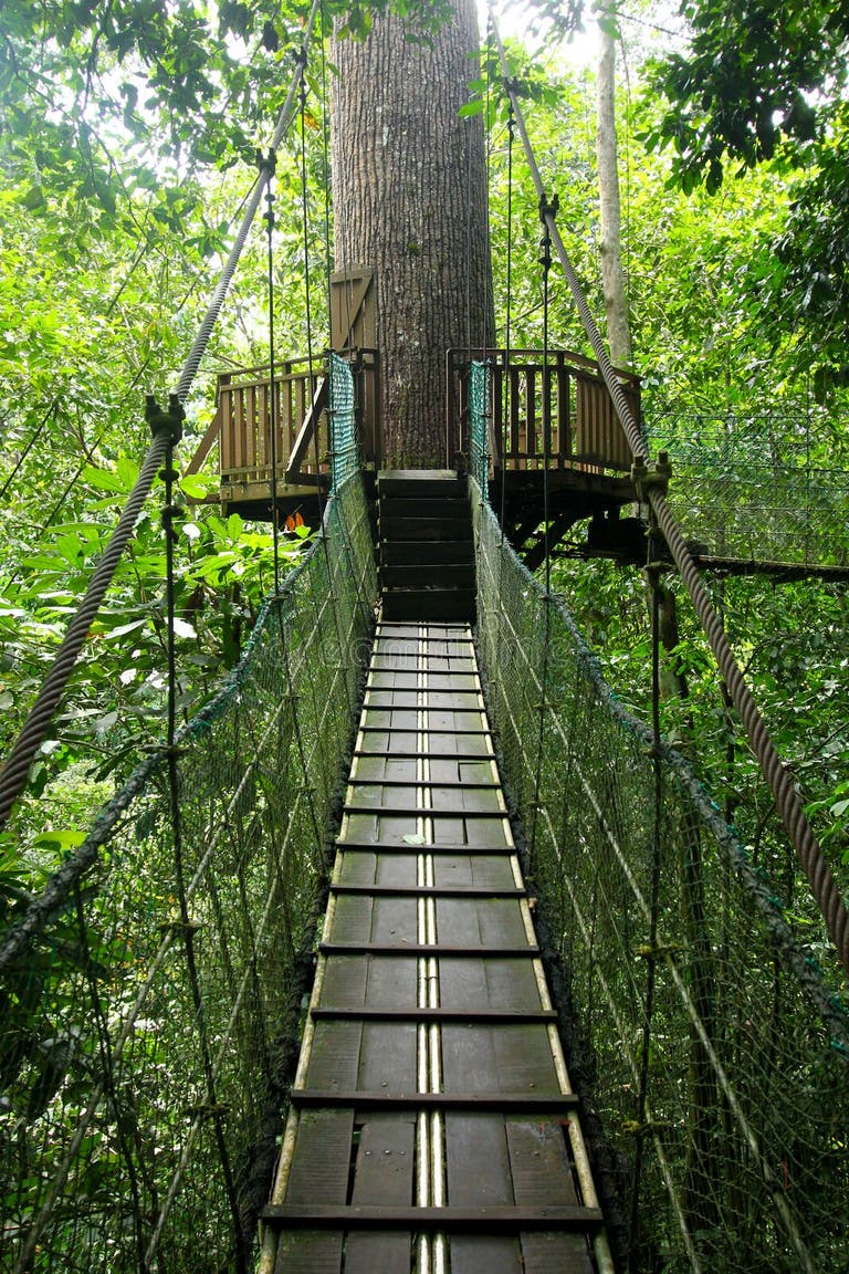 12,576 Rainforest Canopy Stock Photos - Free & Royalty-Free Stock ...