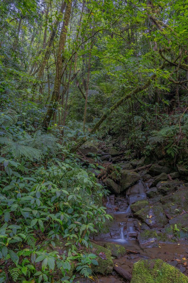 Rainforest columbia stock photo. Image of nature, cloudy - 248509872