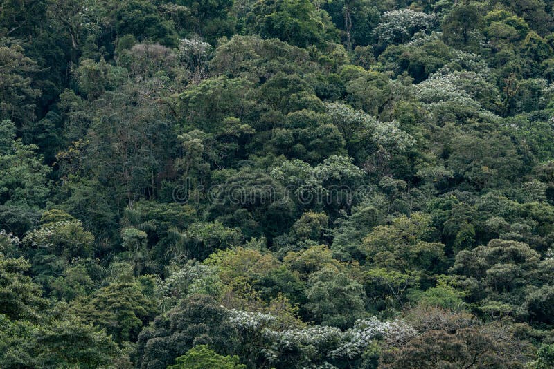 Rainforest Columbia Southern America Stock Photo - Image of park ...
